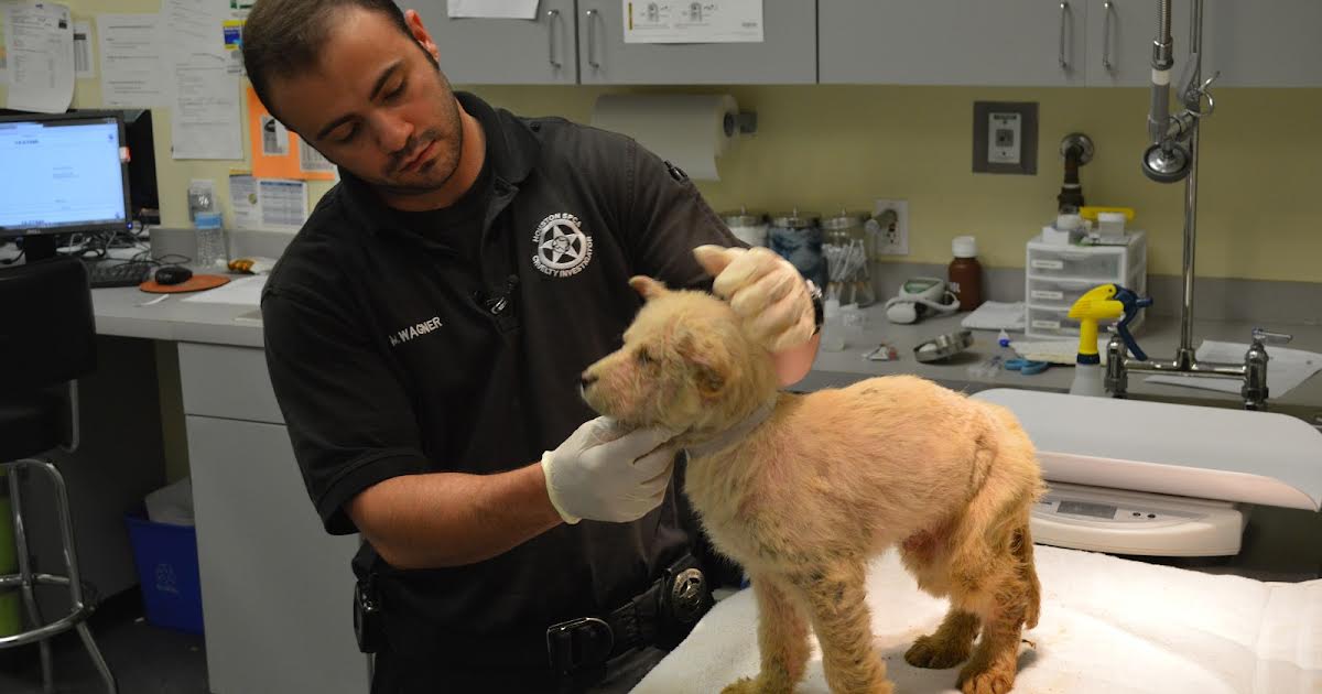 10/4 10:20 | Animal Cops Houston på Animal Planet