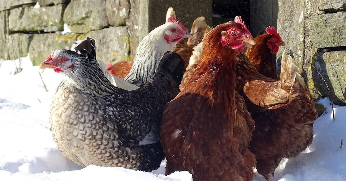 2:45 PM: Our Yorkshire Farm (S1 E1) (S1) | Channel 5 | 1/10 2026