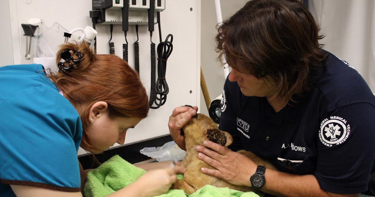 6/5 15:00 | Animal Cops Phoenix på Animal Planet