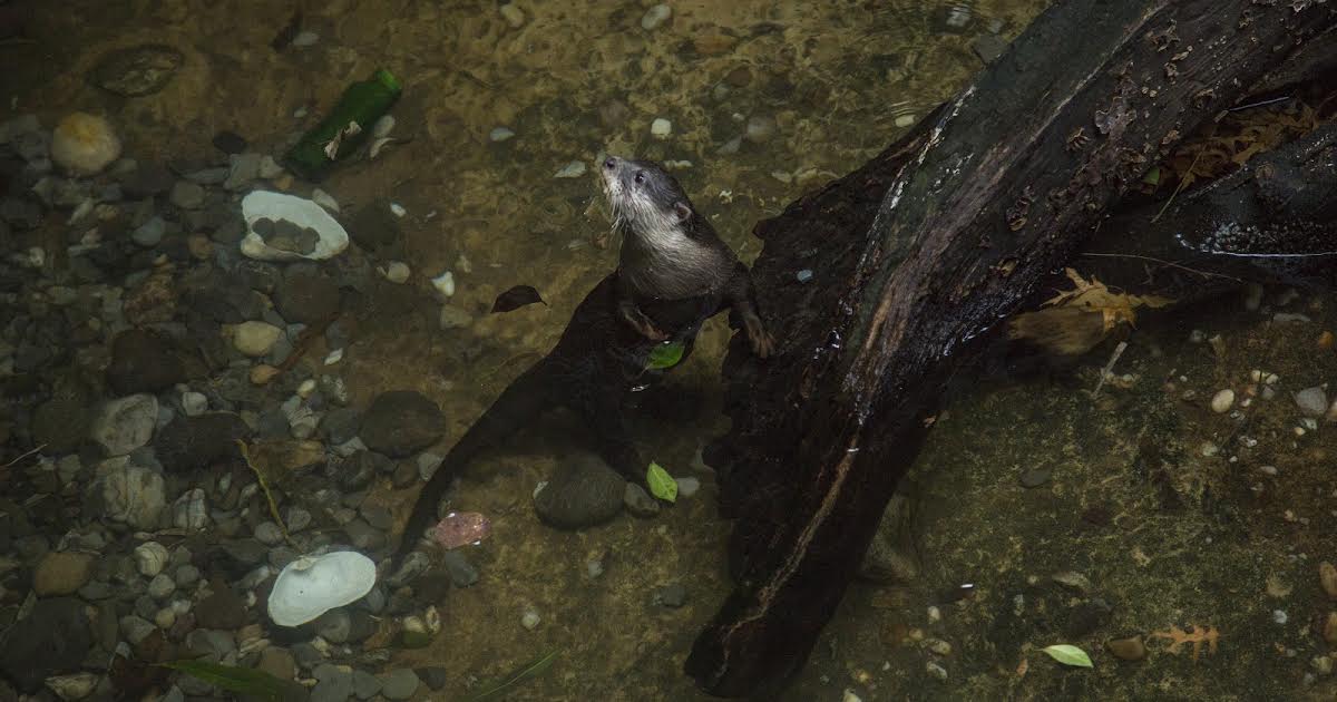 18/11 06:50 | The Bronx Zoo på Animal Planet