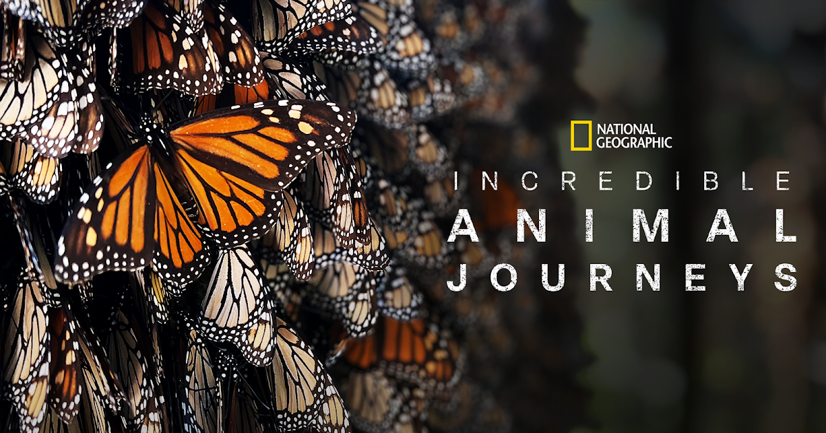 02:40: Incredible Animal Journeys (S1 E2) (S1) | National Geographic ...