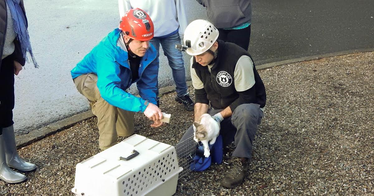 26/1 19:30 | Treetop Cat Rescue på Animal Planet