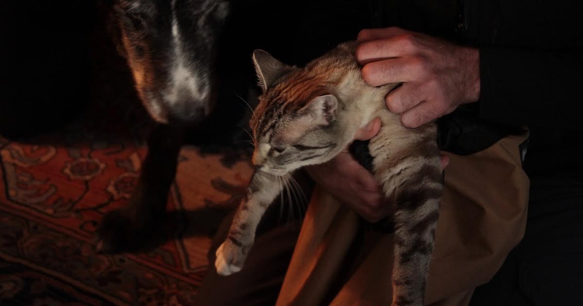 27/1 01:30 | Treetop Cat Rescue på Animal Planet