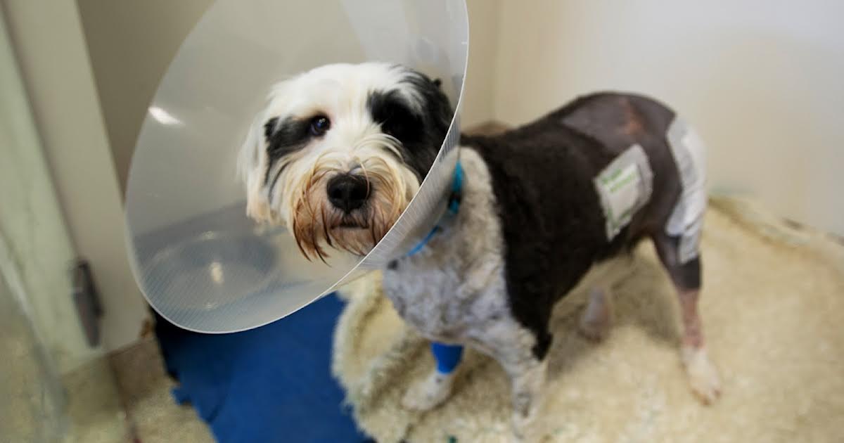 3:00 PM: The Supervet: Noel Fitzpatrick (S5 E3) (S5) | W | 1/4 2026