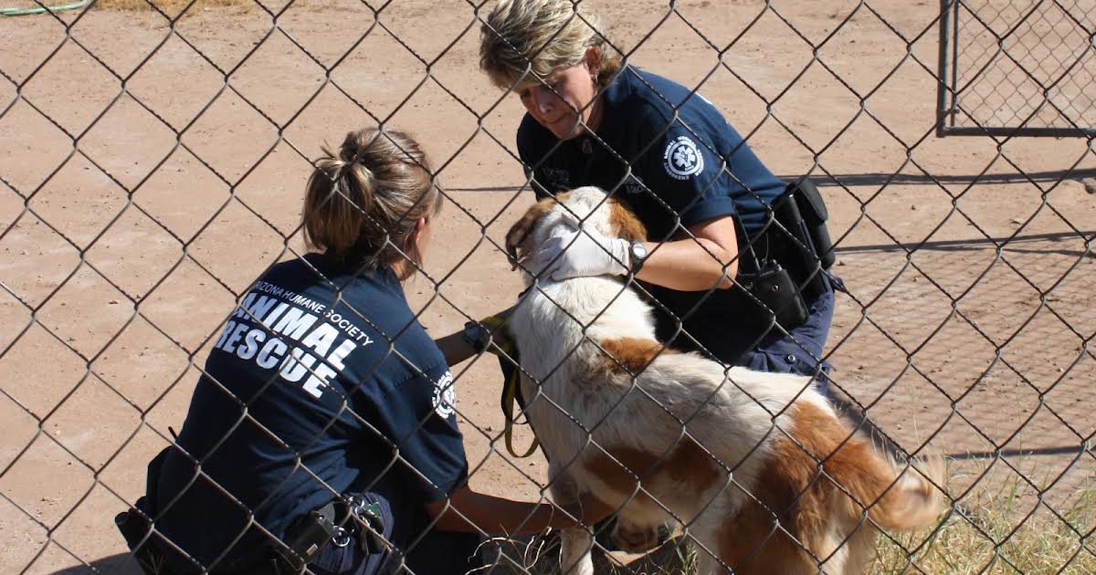 15/1 02:15 | Animal Cops Phoenix på Animal Planet