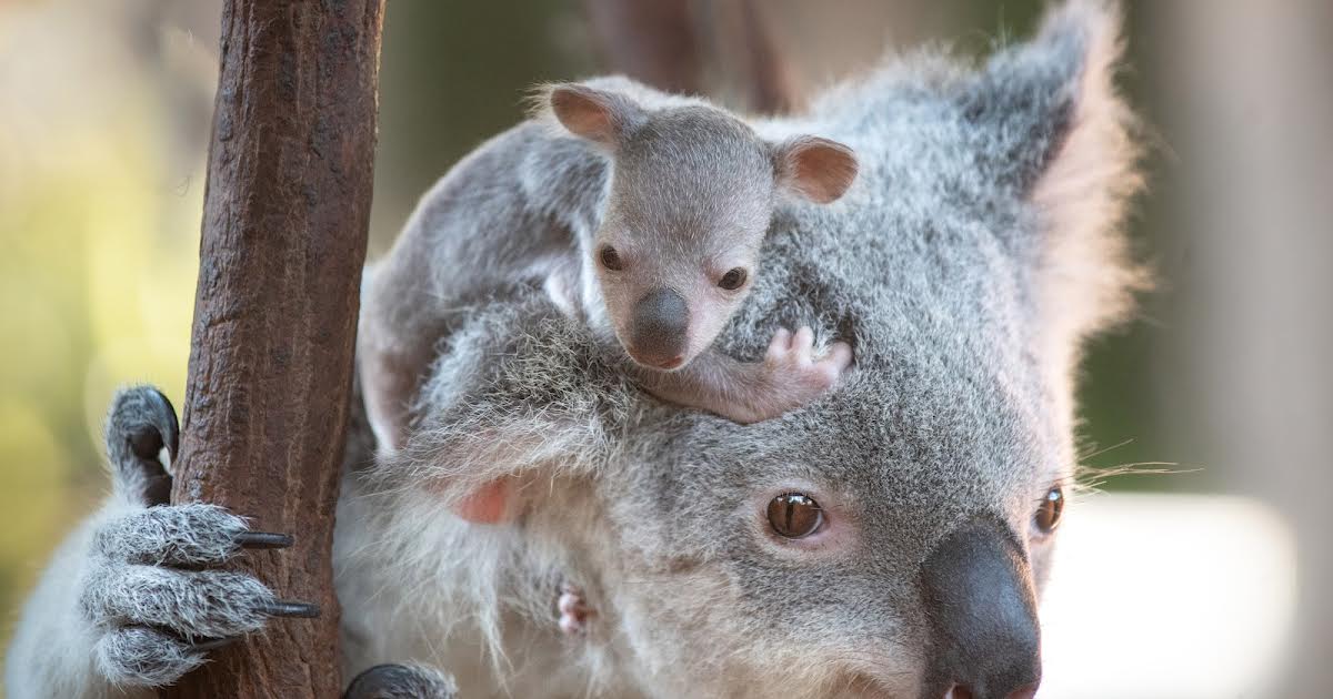 2/8 12:05 | Crikey! It's the Irwins på Animal Planet