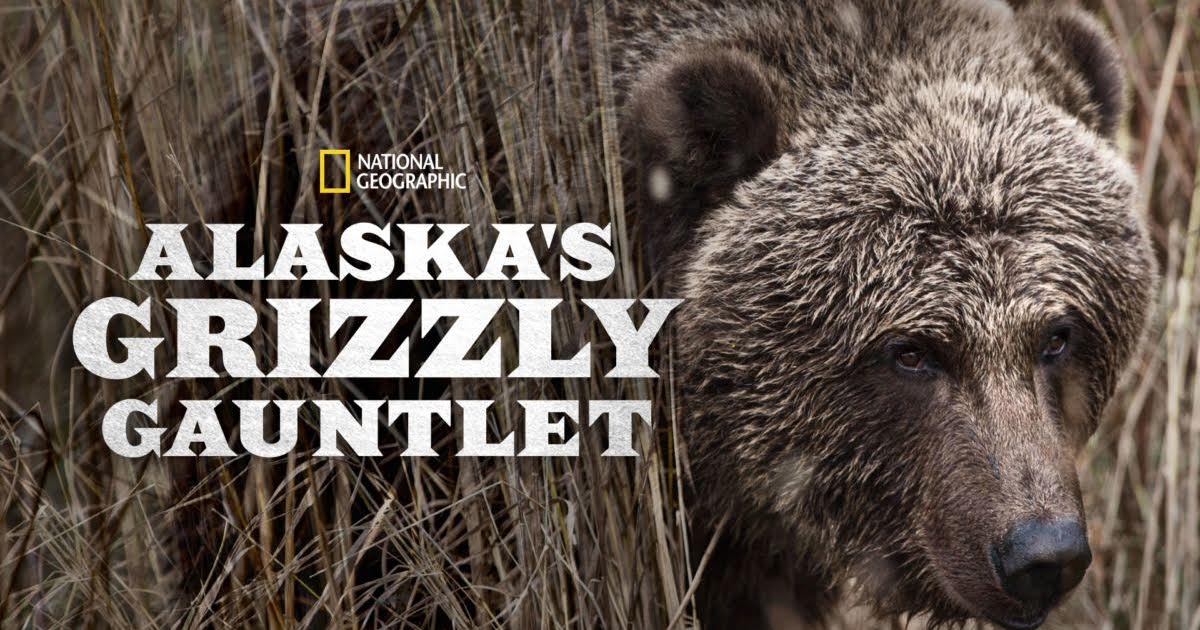 9:00 AM: Alaska's Grizzly Gauntlet | Nat Geo Wild | 1/5 2026