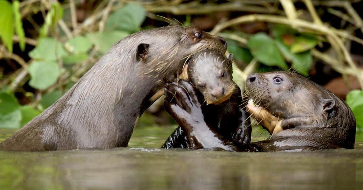 4:15 PM: Natural World | BBC Two | 2/6 2026