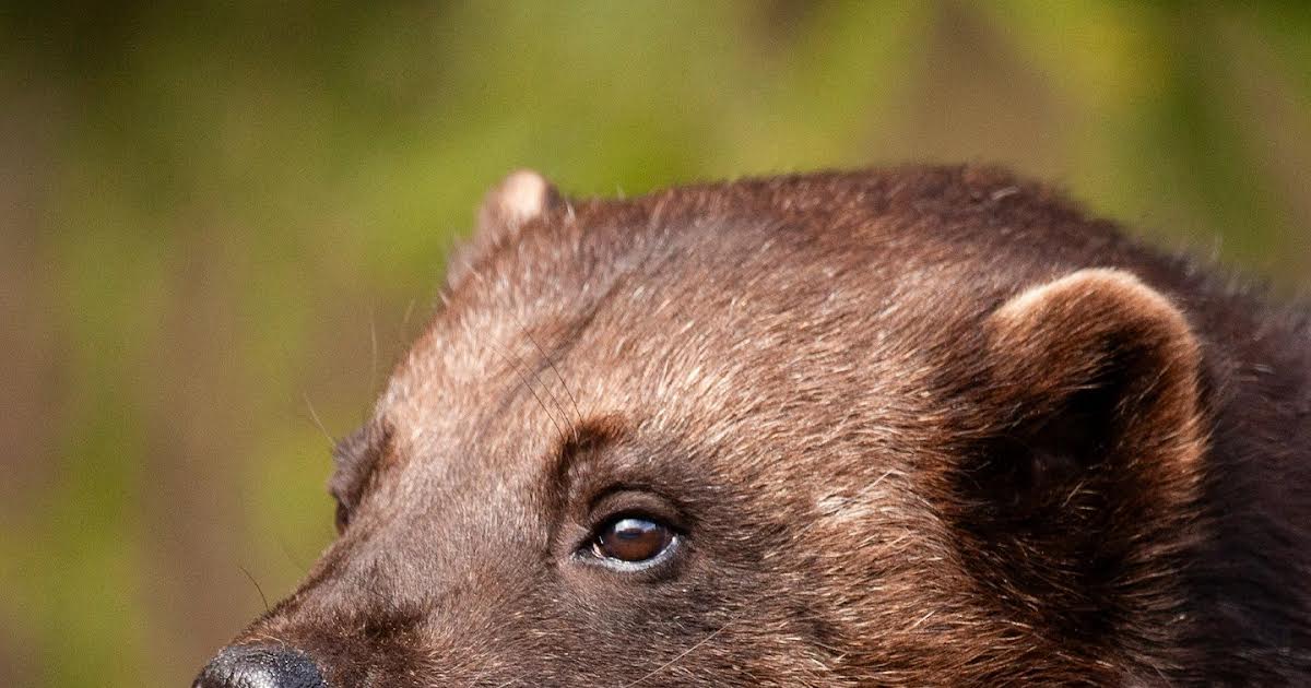 23/11 09:05 | Jærven - en sej mor (2022) på DR1