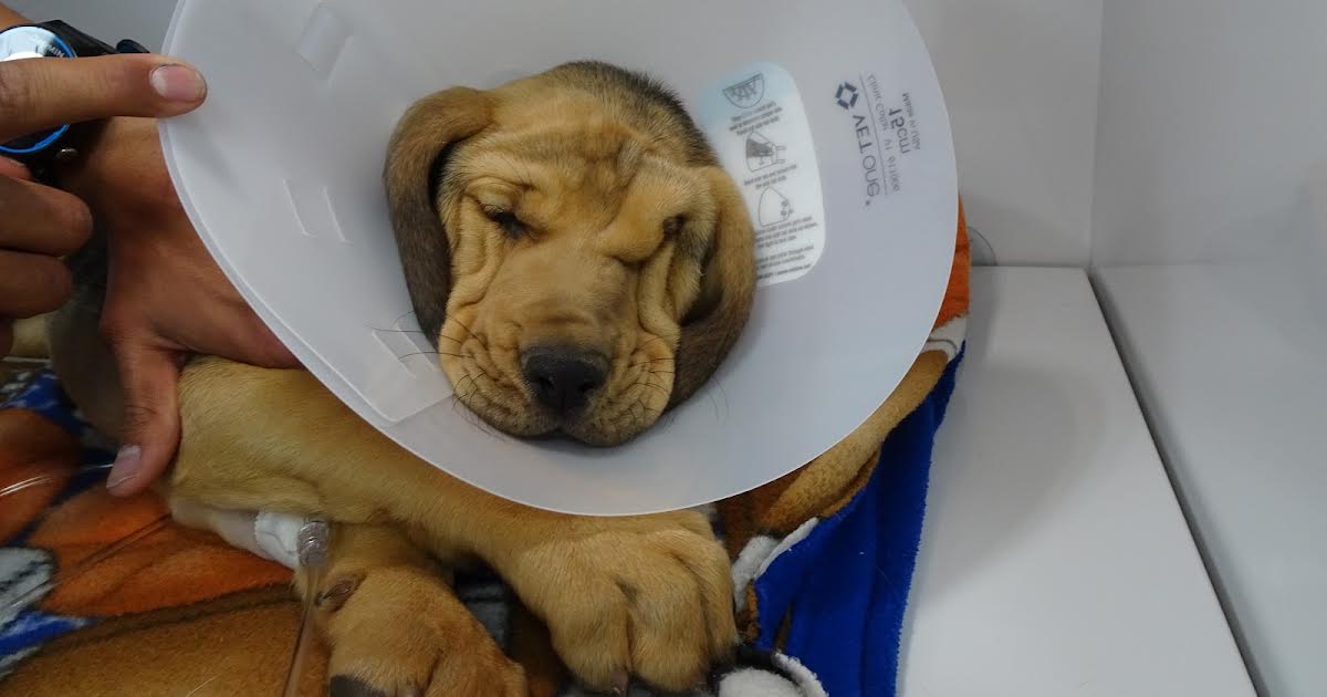 22/1 08:30 | Dr. Jeff: Rocky Mountain Vet