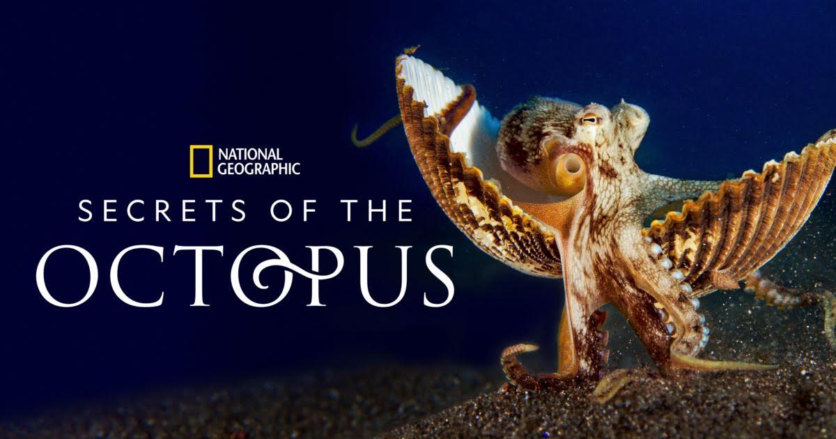 15/6 01:10 | Secrets of the Octopus