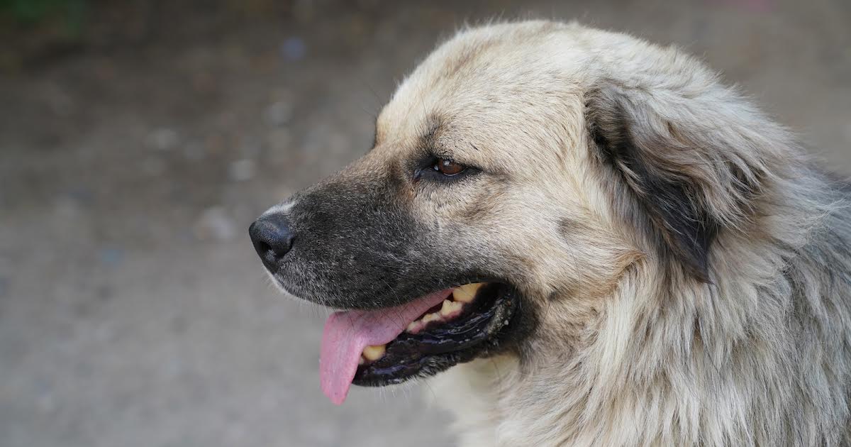 28/1 16:00 | Animal Cops Houston på Animal Planet