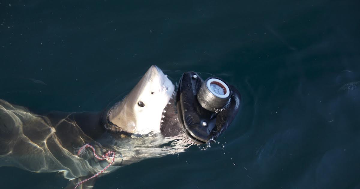 12/11 20:00 | Into the Shark Bite på Animal Planet