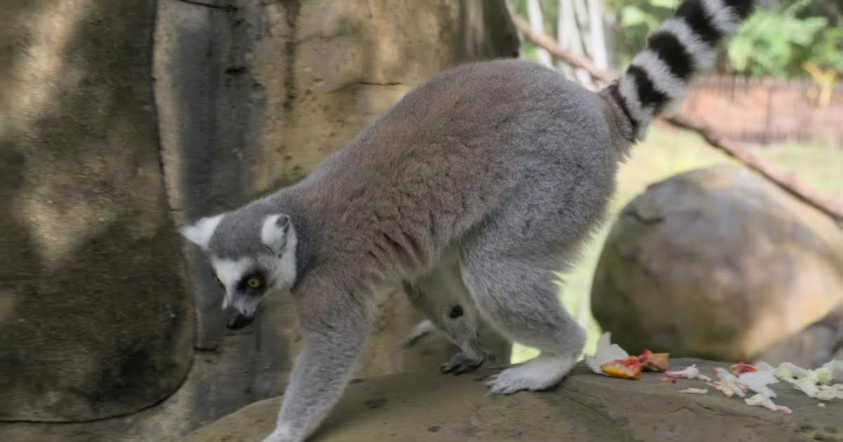 13/4 06:00 | Crikey! It's the Irwins på Animal Planet