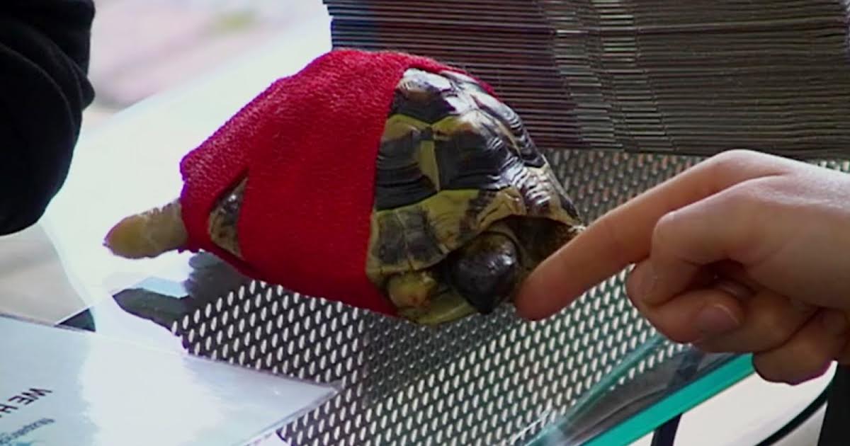 5:00 PM: The Supervet: Noel Fitzpatrick (S5 E10) (S5) | W | 1/11 2026