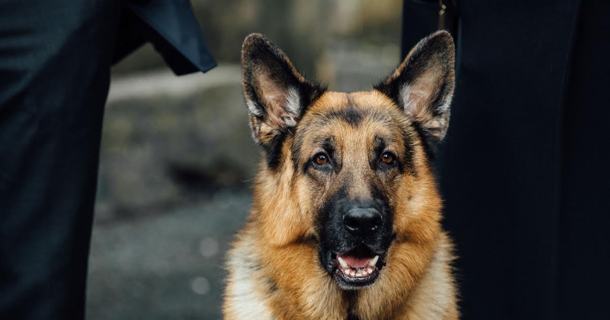 12/9 15:05 | Hudson og Rex på TV2 Charlie