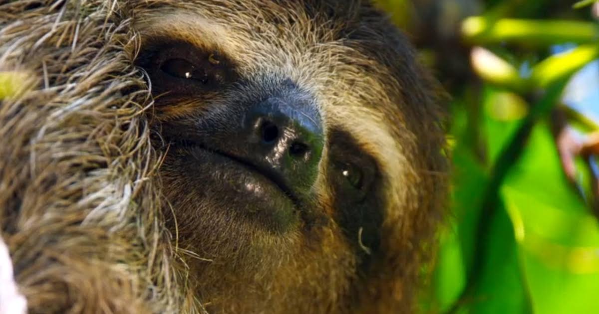 4:00 PM: Planet Earth (S2 E1) (S2) | Yesterday | 12/29 2025