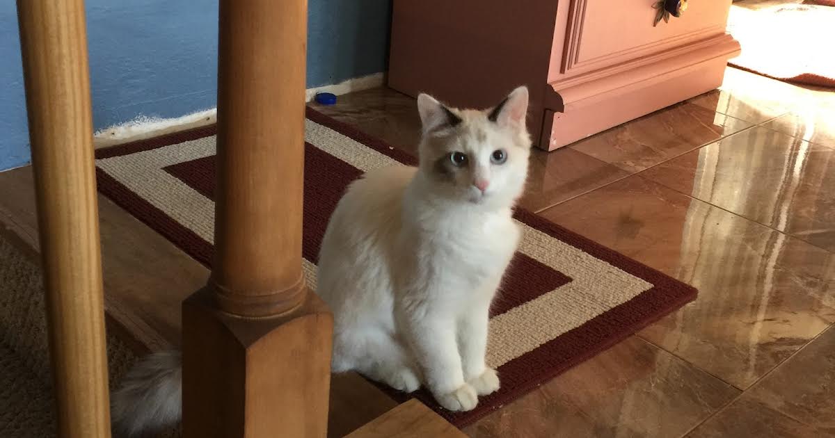 25/1 10:20 | Dr. Jeff: Rocky Mountain Vet