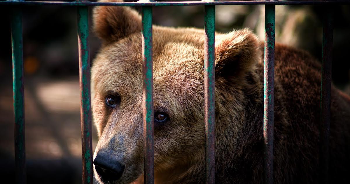 31/7 14:00 | Animal Cops Houston på Animal Planet