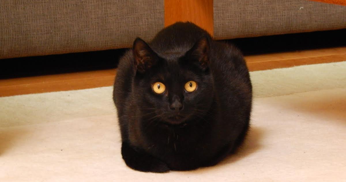 16/1 05:15 | My Cat From Hell på Animal Planet