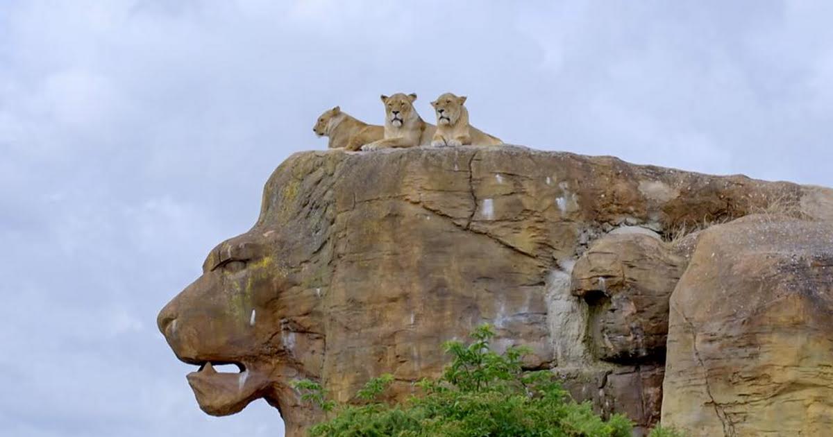 12:35 PM: Go Wild (S2) | Cbeebies | 1/3 2026