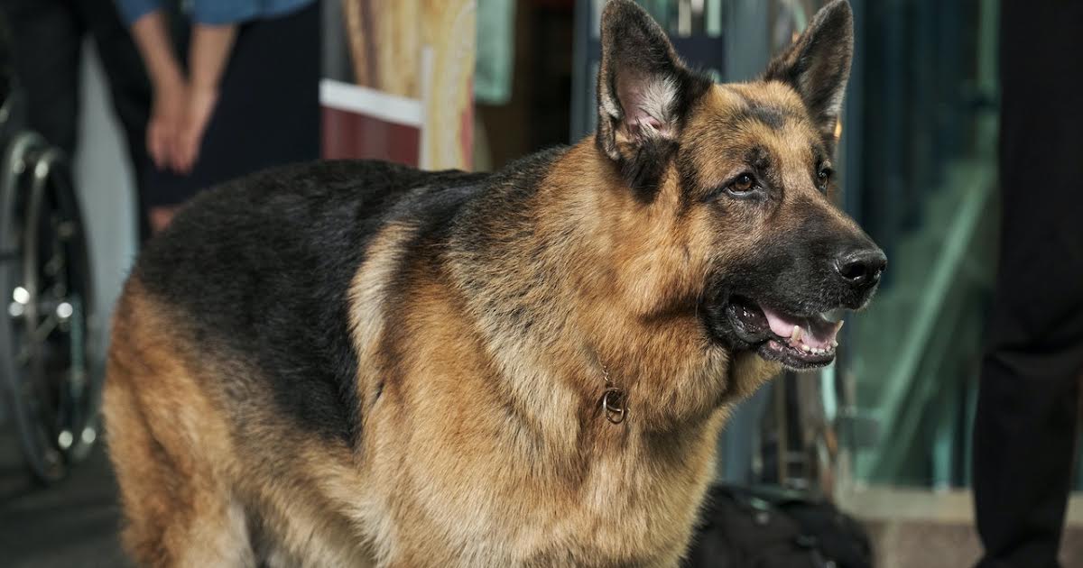 12/1 15:30 | Hudson og Rex på TV2 Charlie