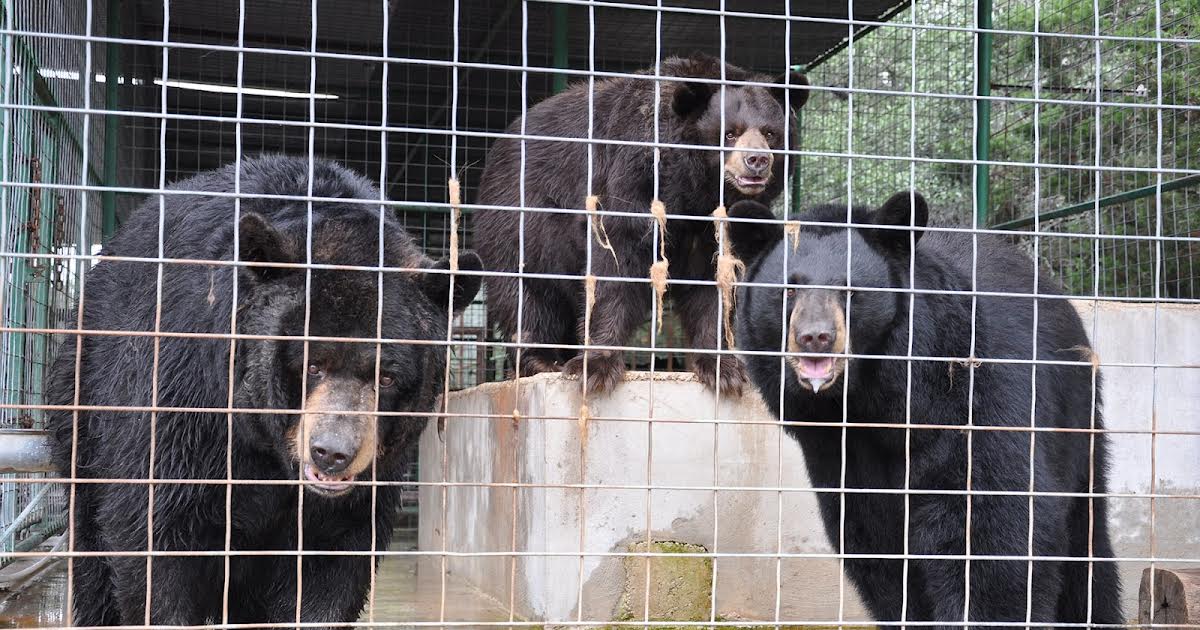 3/10 02:15 | Animal Cops Miami på Animal Planet