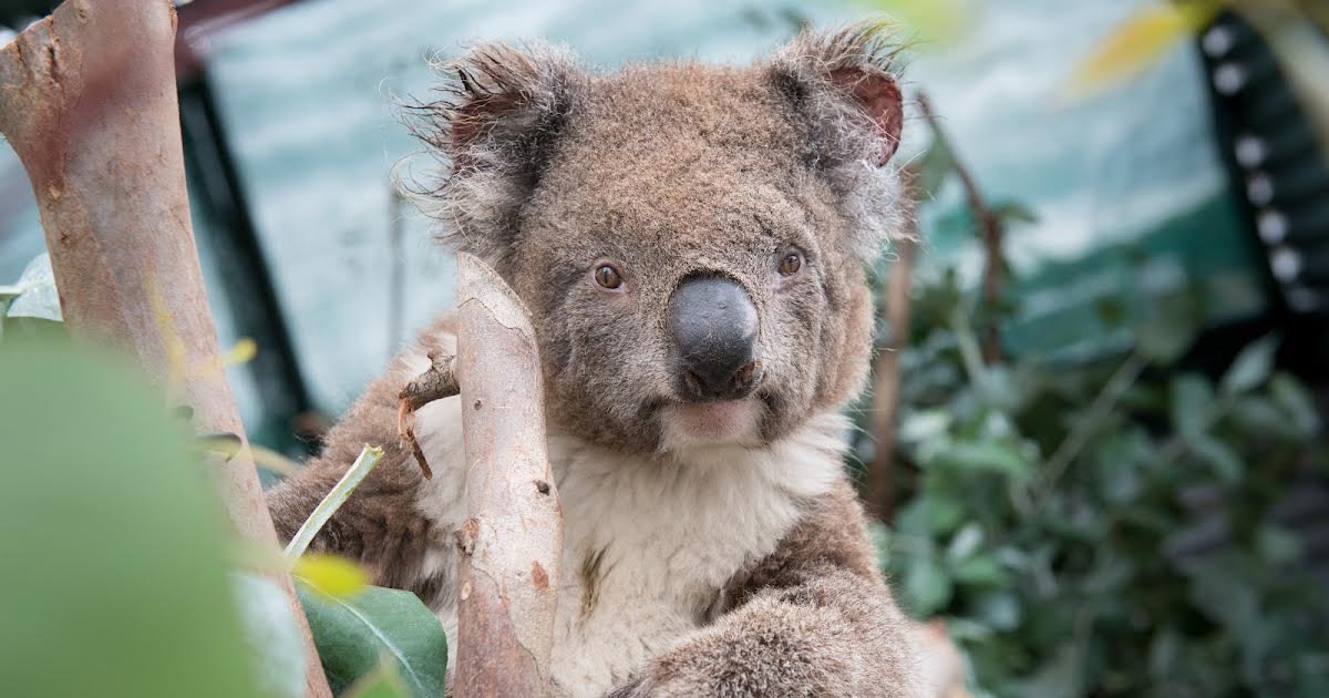 17/3 18:00 | Crikey! It's the Irwins på Animal Planet