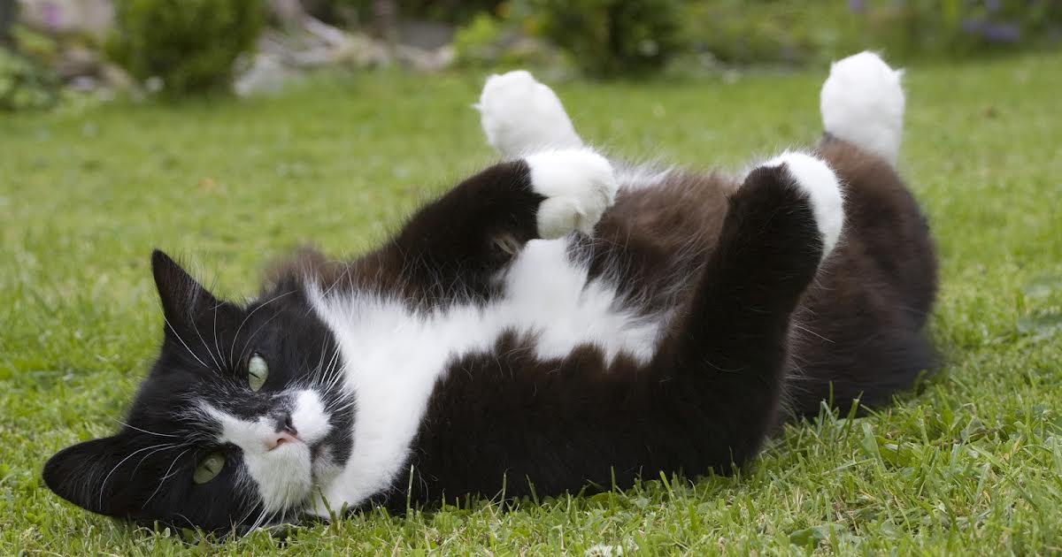 30/12 02:38 | Cats of Claw Hill på Animal Planet