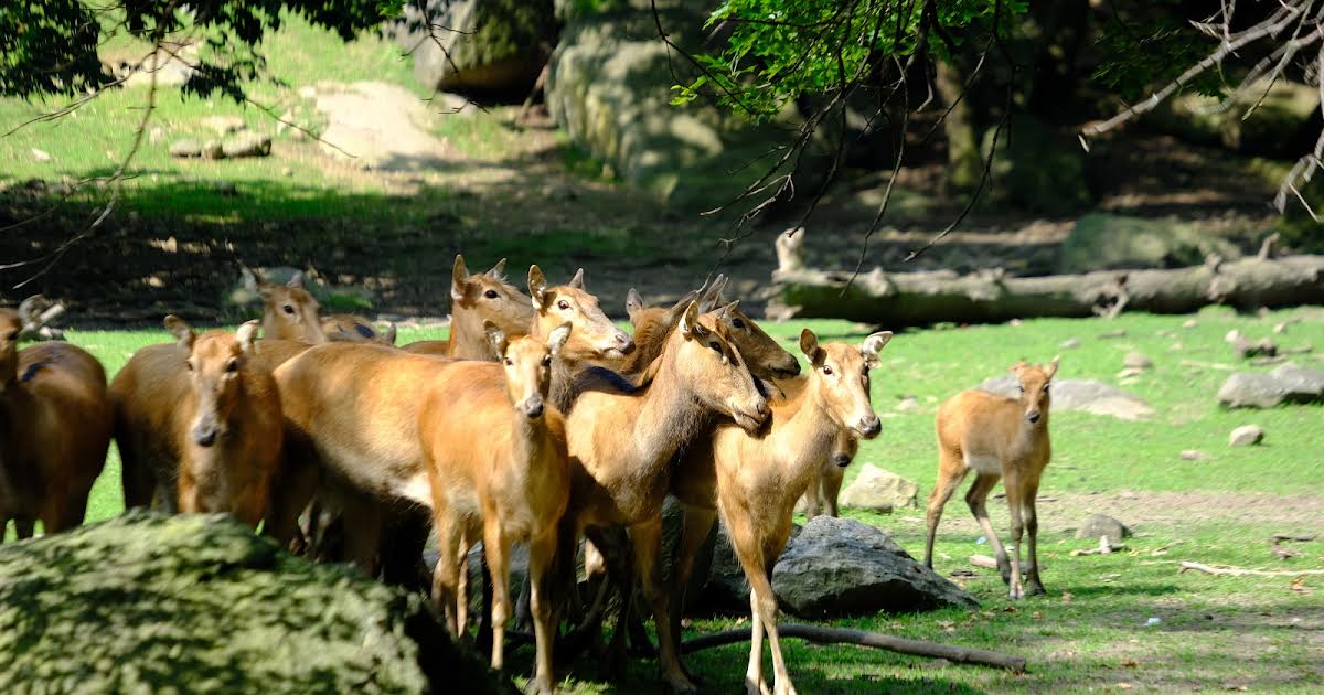 30/1 06:50 | The Zoo på Animal Planet