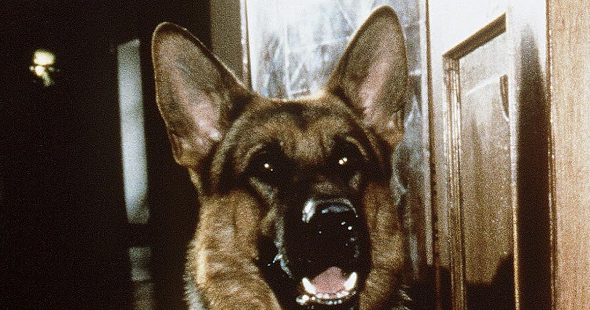 5/12 09:40 | Kommissær Rex på TV2 Charlie