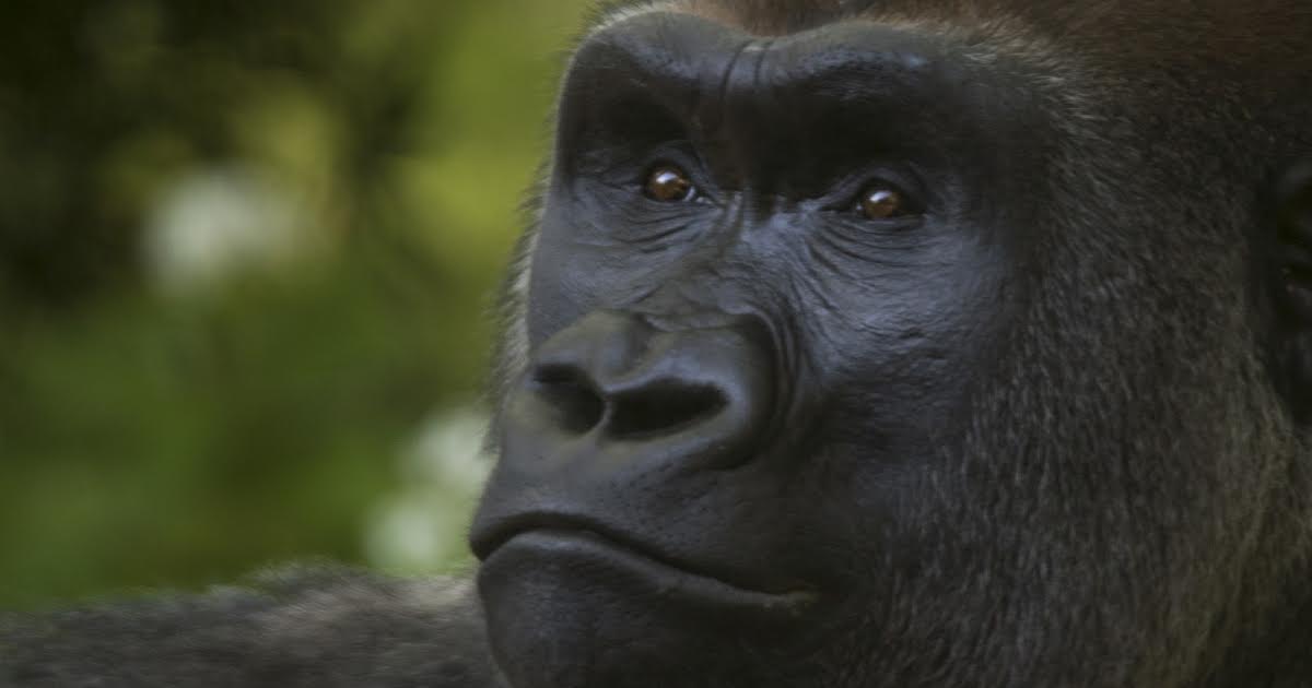 17/11 06:50 | The Bronx Zoo på Animal Planet