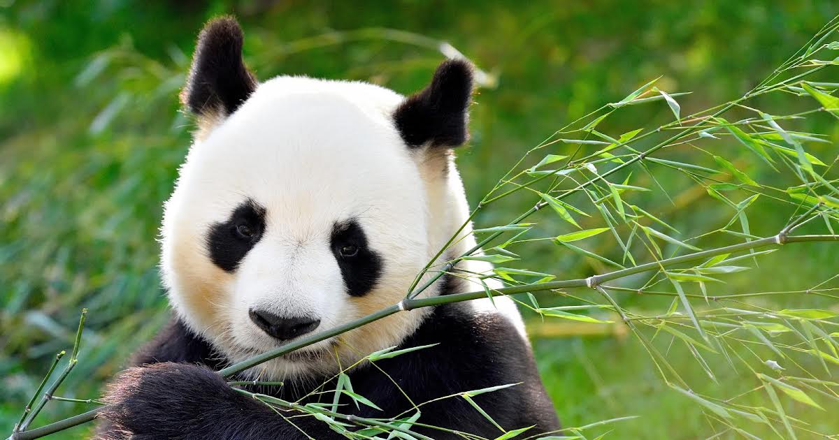 25/12 20:00 | Baby Panda's First Year