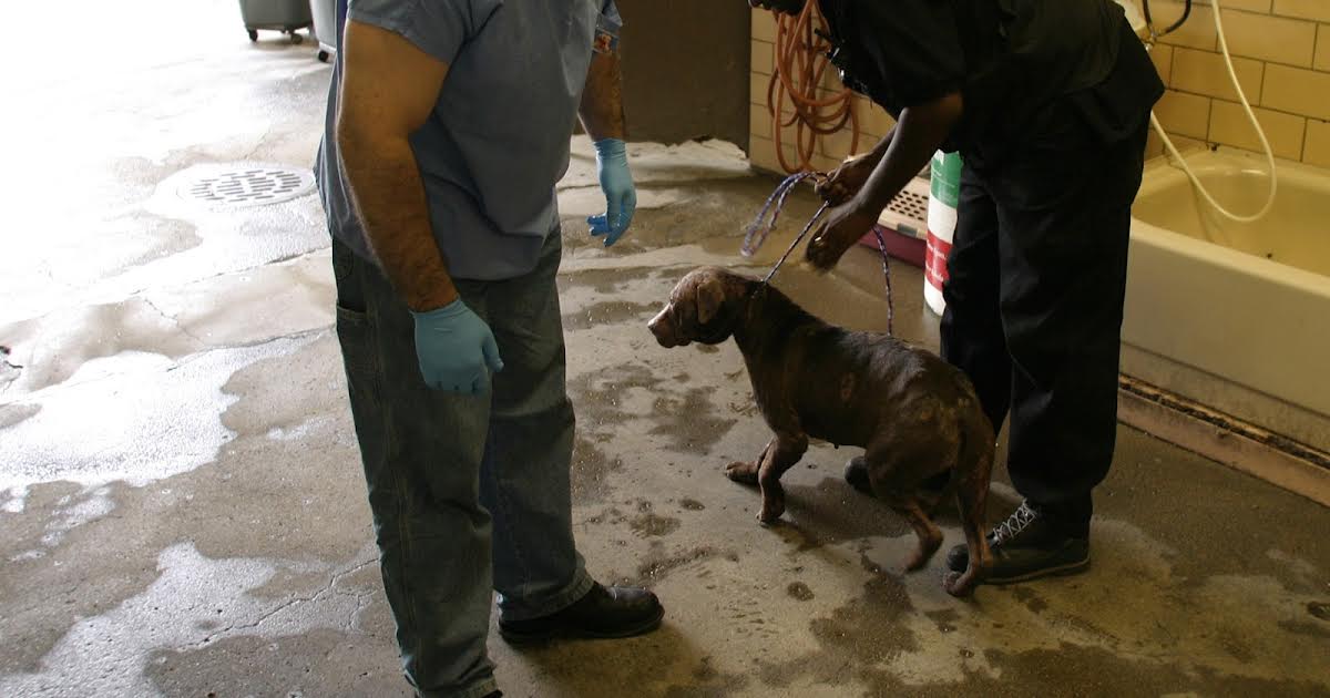 2/9 09:20 | Animal Cops Miami på Animal Planet