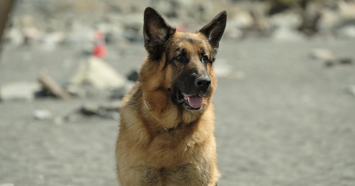 17/9 16:00 | Hudson og Rex på TV2 Charlie