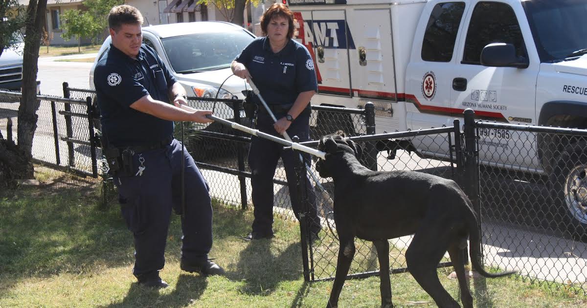 9/11 22:00 | Animal Cops Phoenix på Animal Planet