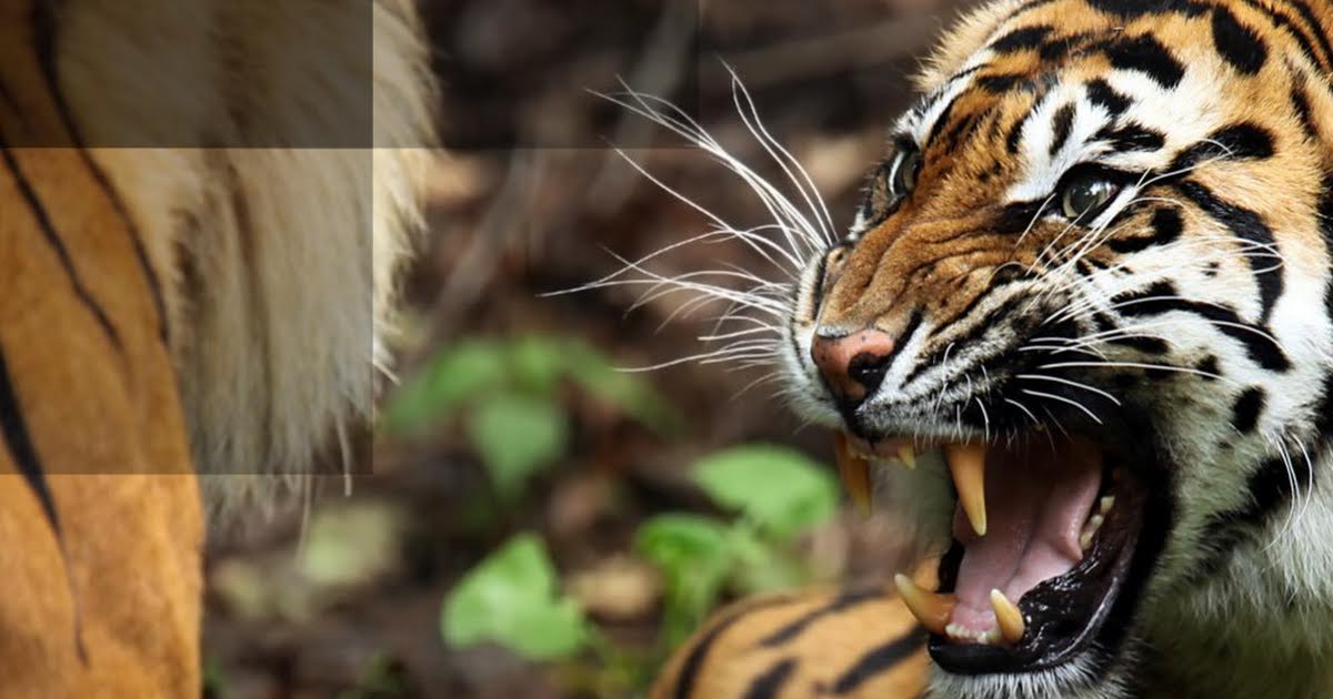 11:00 AM: Animal Fight Club | Nat Geo Wild | 1/8 2026