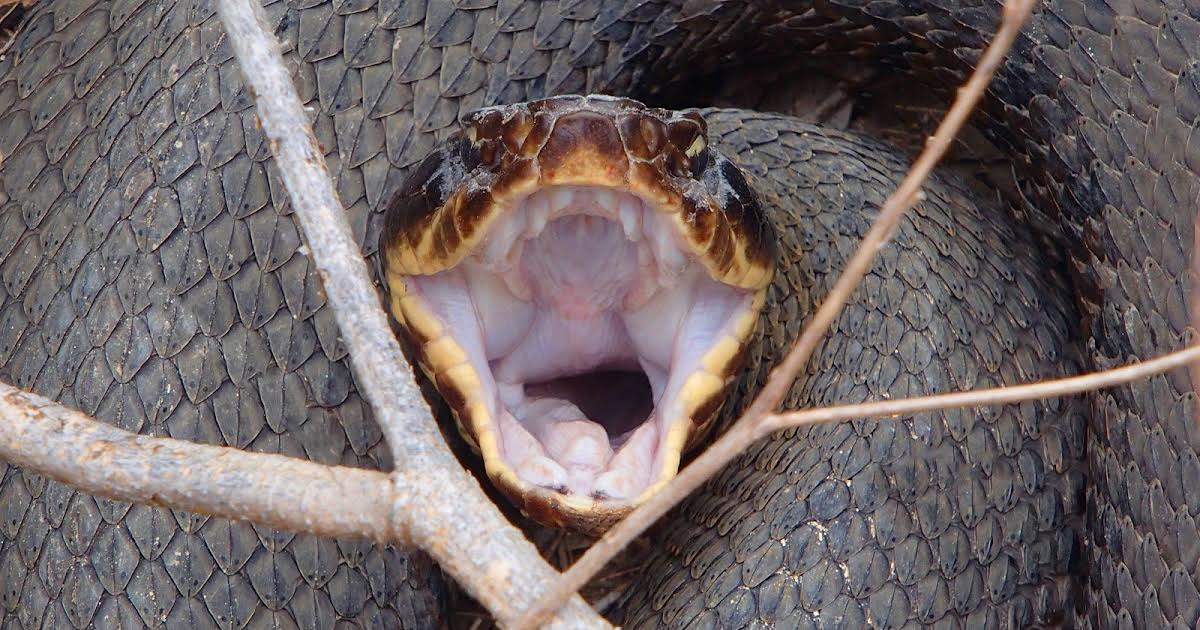 17/12 00:45 | I'm Alive på Animal Planet