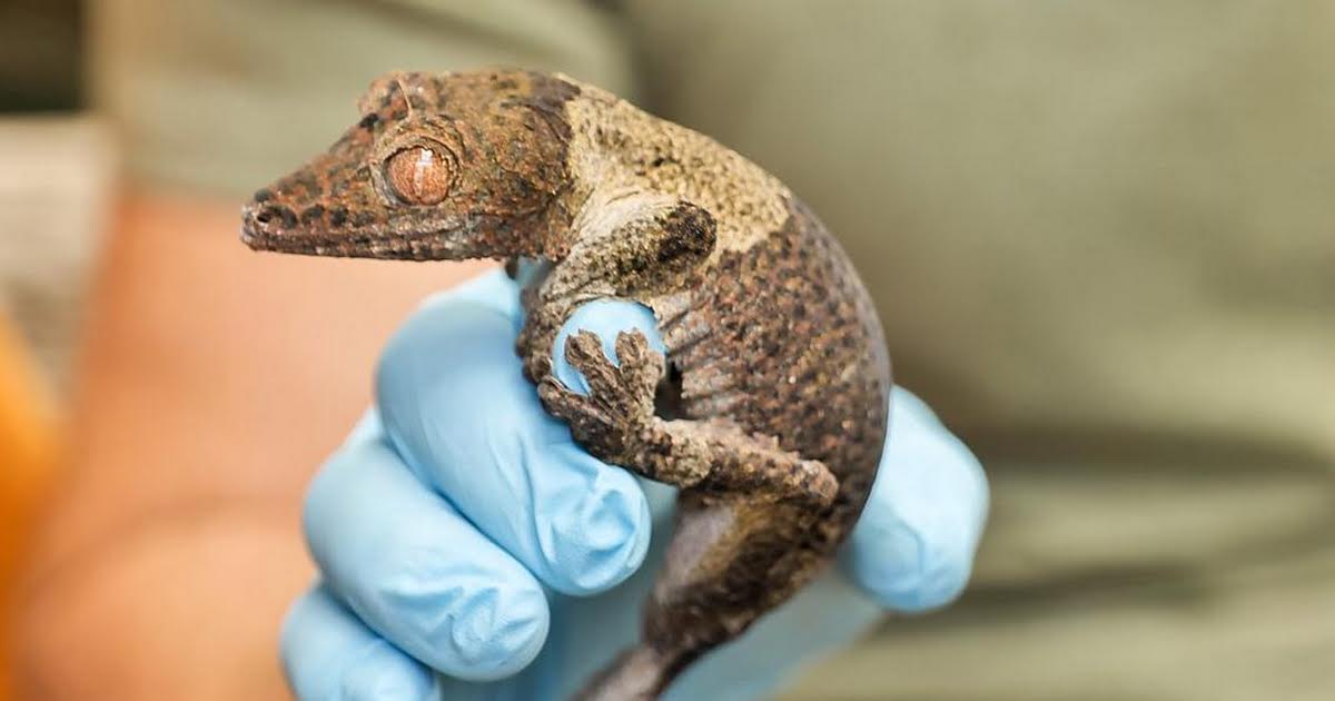 12:40 PM: Go Wild (S1) | Cbeebies | 11/23 2025