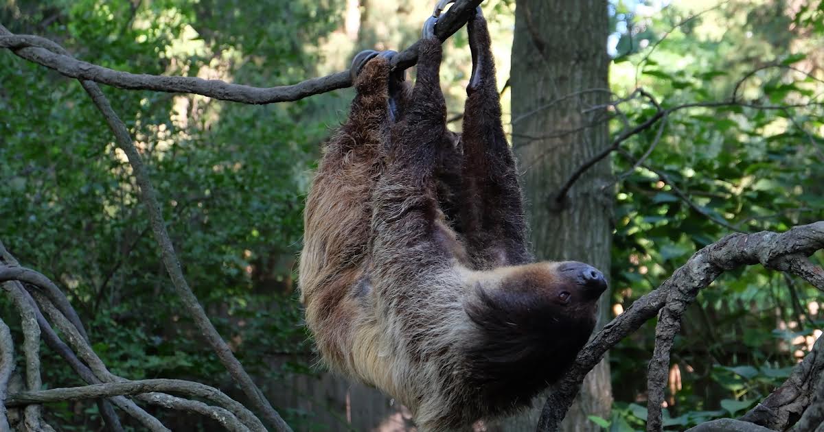 7/2 20:00 | The Zoo på Animal Planet