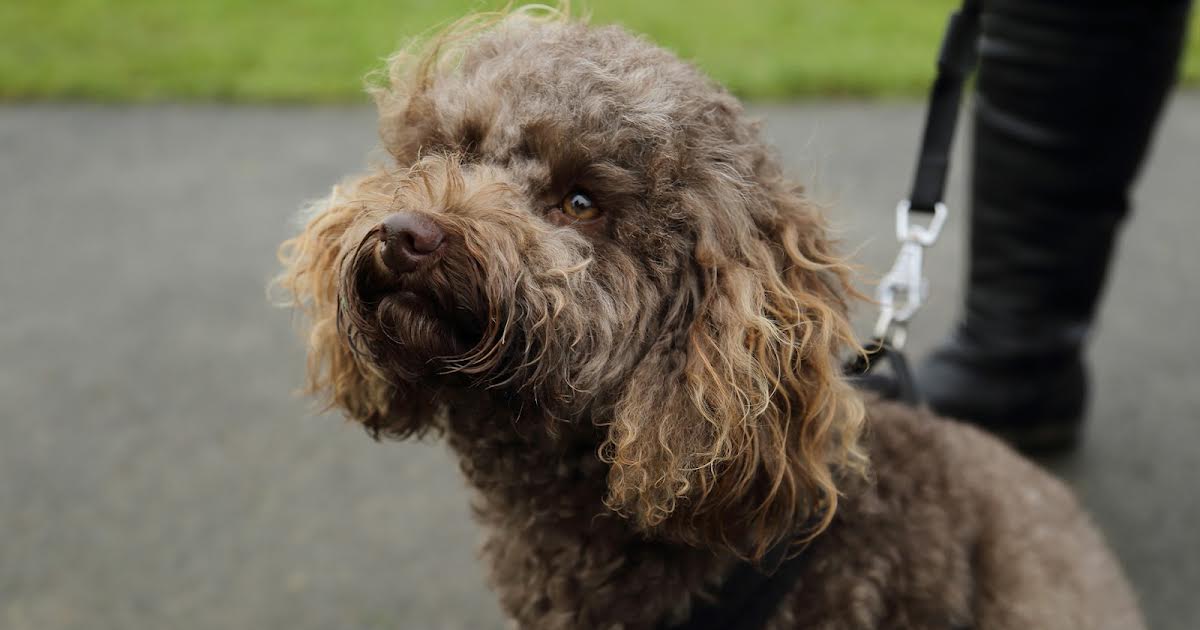 10:00 PM: The Supervet: Noel Fitzpatrick (S7 E7) (S7) | W | 1/1 2026