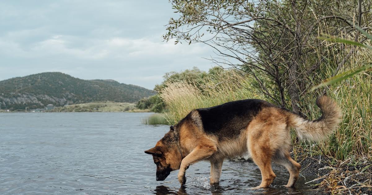 7/1 16:40 | Hudson og Rex på TV2 Charlie