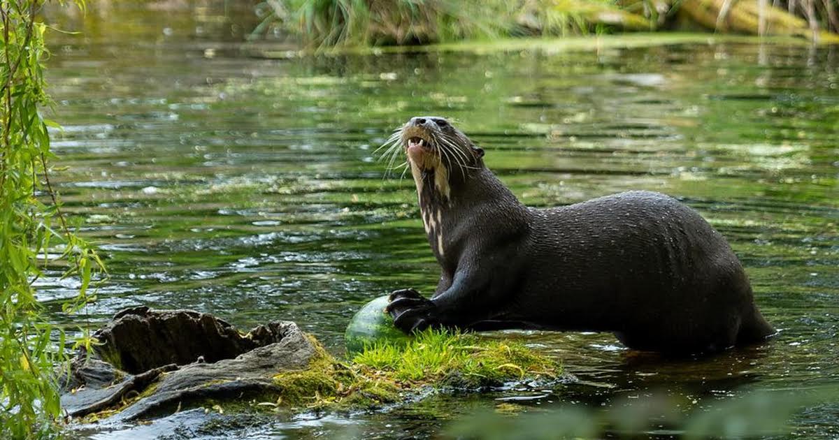 12:40 PM: Go Wild (S1) | Cbeebies | 12/28 2025